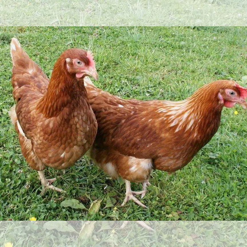 Курочки несушки