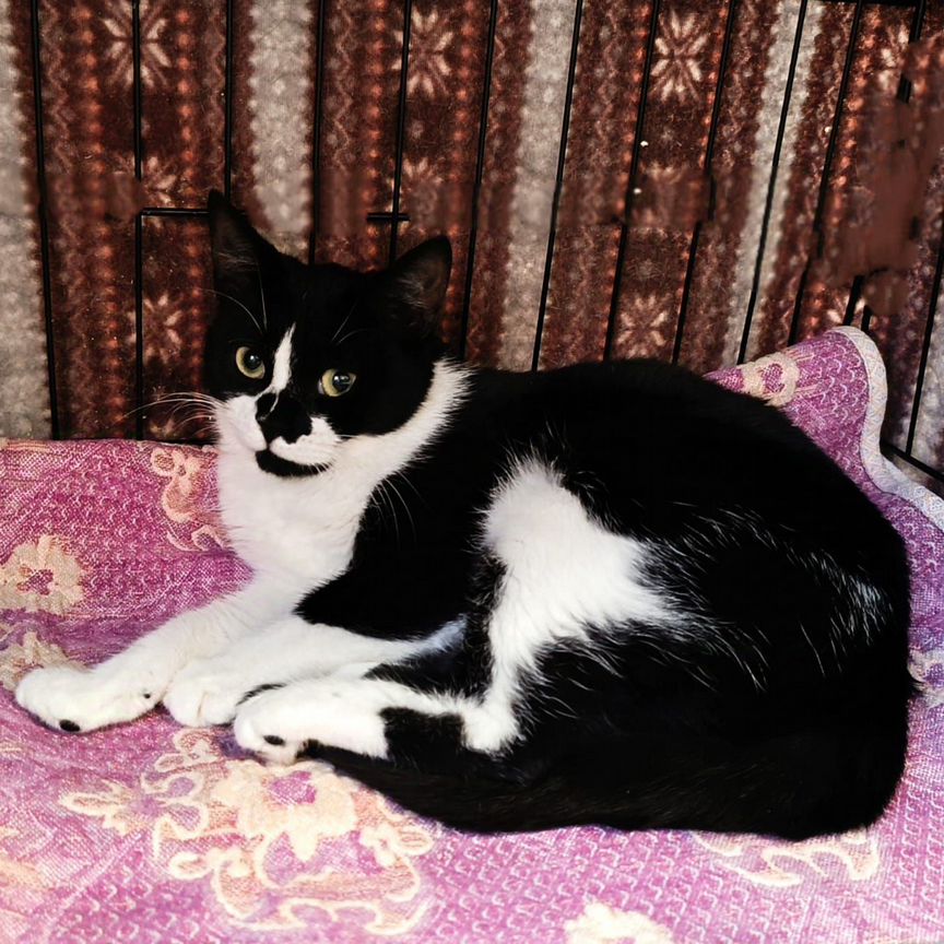 Кошечка 1 годик