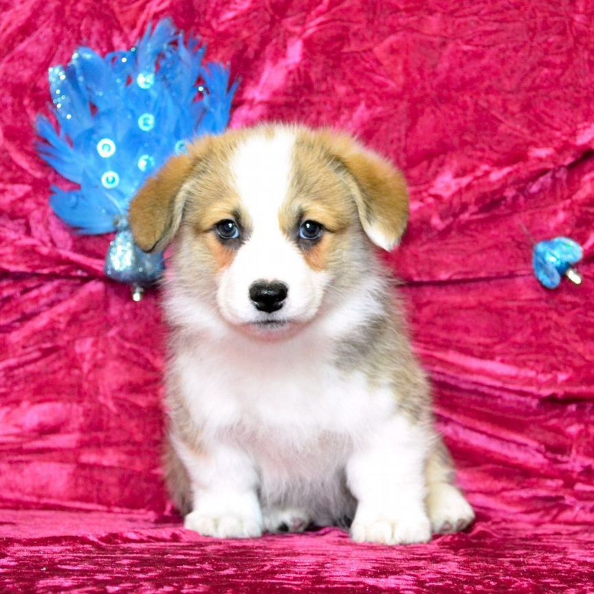 Корги Ясмир Вирджи