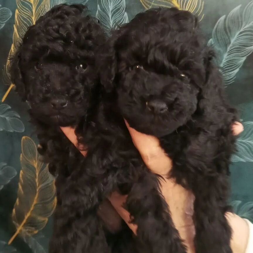 Той-пудель, щенок