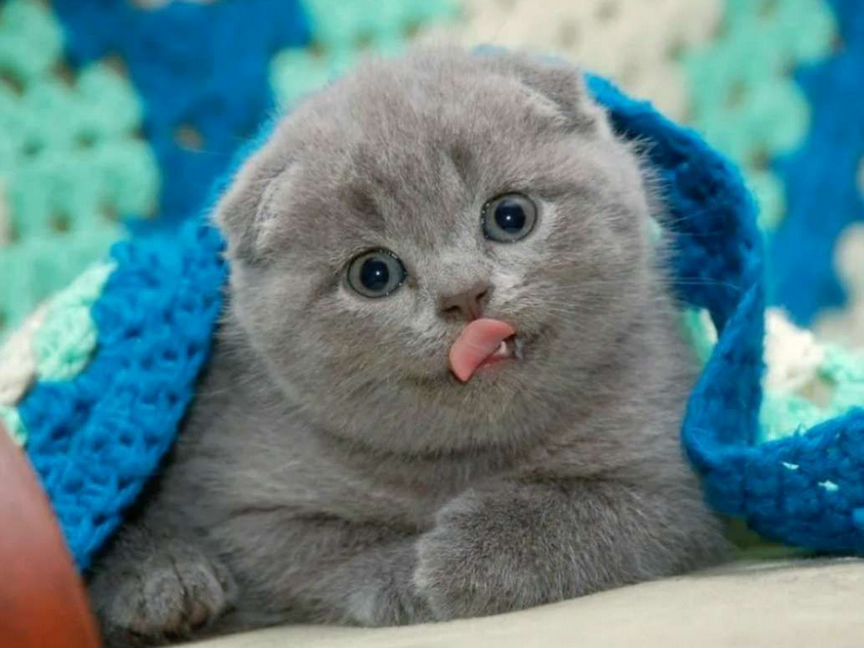 Вислоухие Мишки) Голубой Окрас