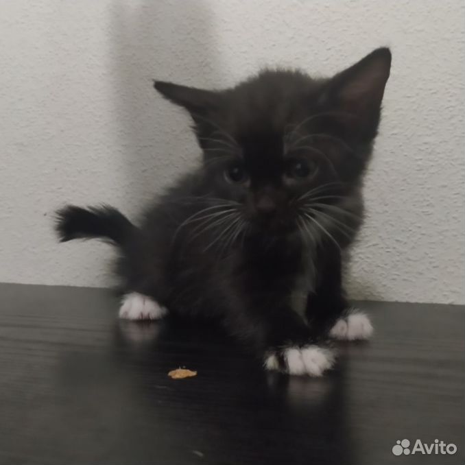 Котик,котёнок,мэнкс,11 июля,1 месяц