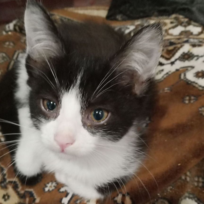 Бездомный котёнок из подвала ищет дом