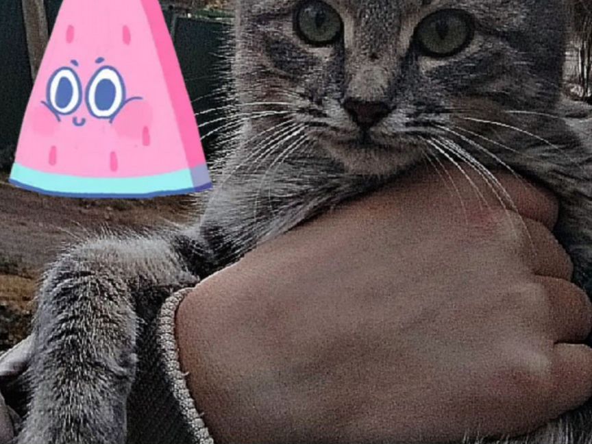 Котёнок-подросток