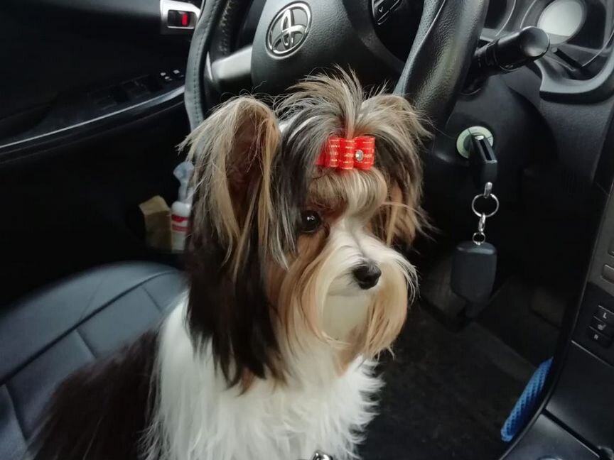 Щенки бивер терьер