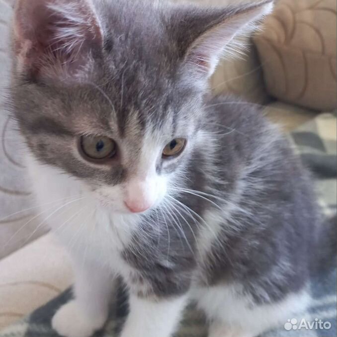 Удивительный Котенок