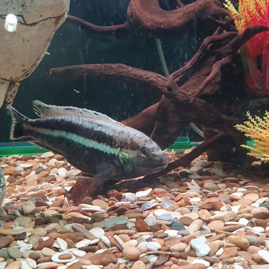 Аквариумные рыбки