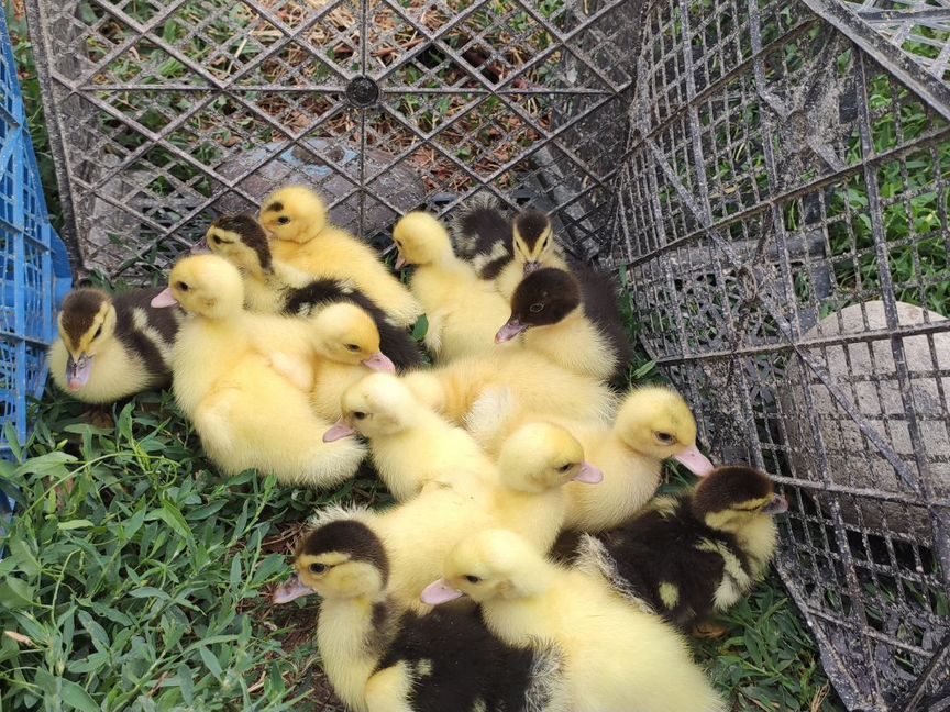 Индоутята подрощенные