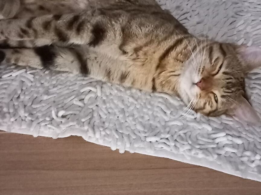 Кошка в дар