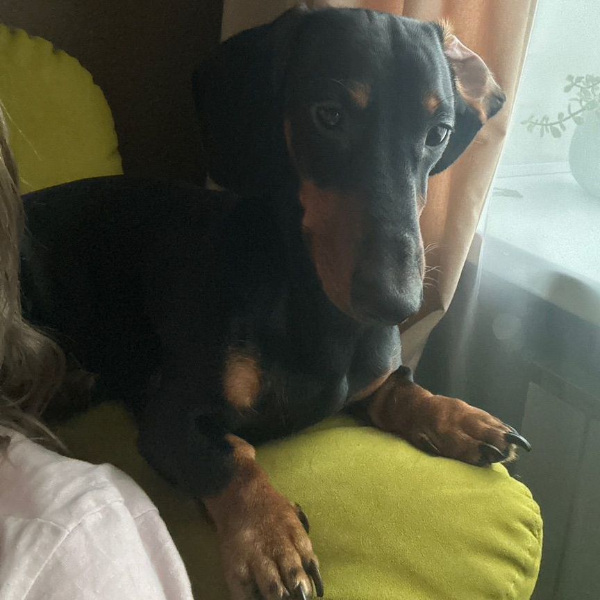 Такса, щенок