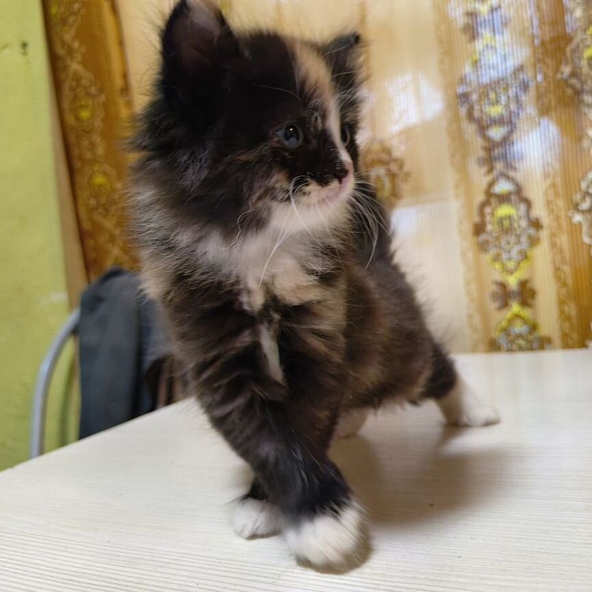 Котёнок в добрые руки