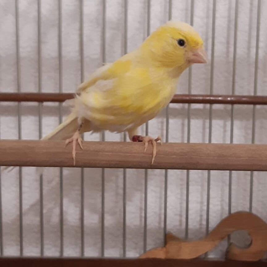 Канарейка породы Роллер