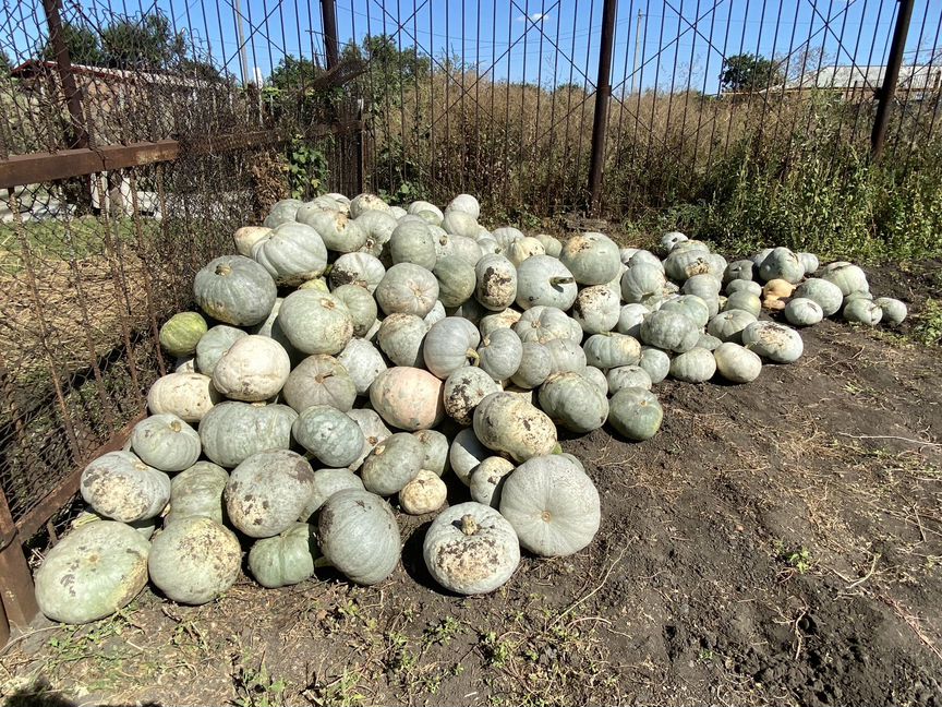 Кабак кормовой