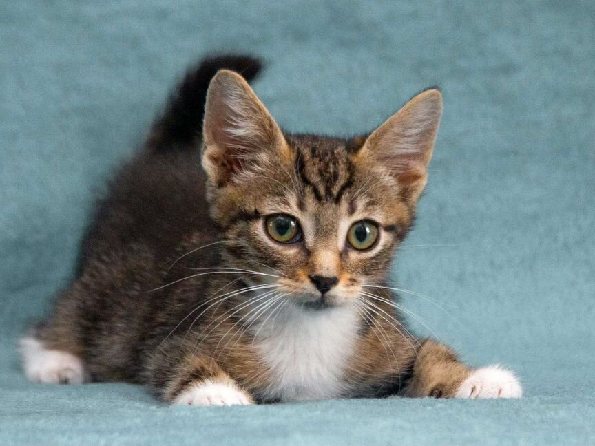Котёнок Саймон