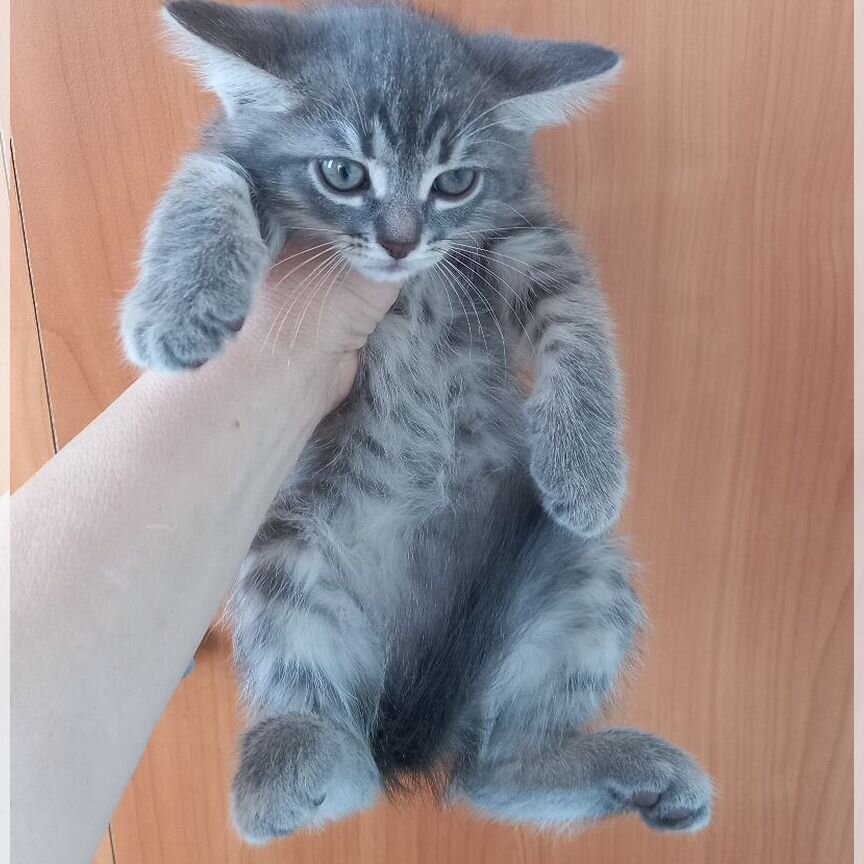 Сибиряк plus