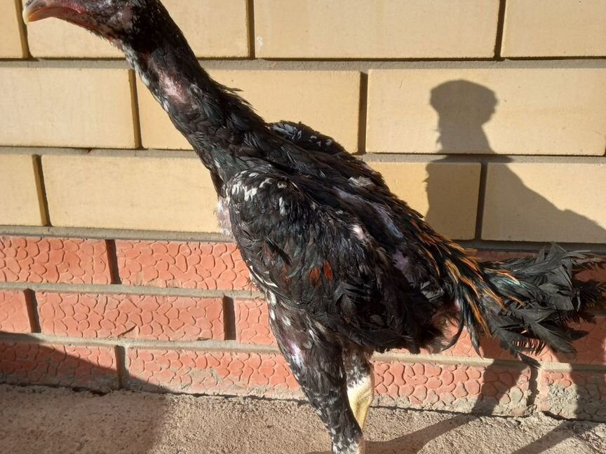 Бойцовский петух