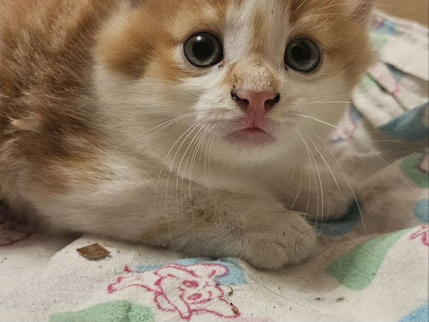 Котёнок в добрые руки
