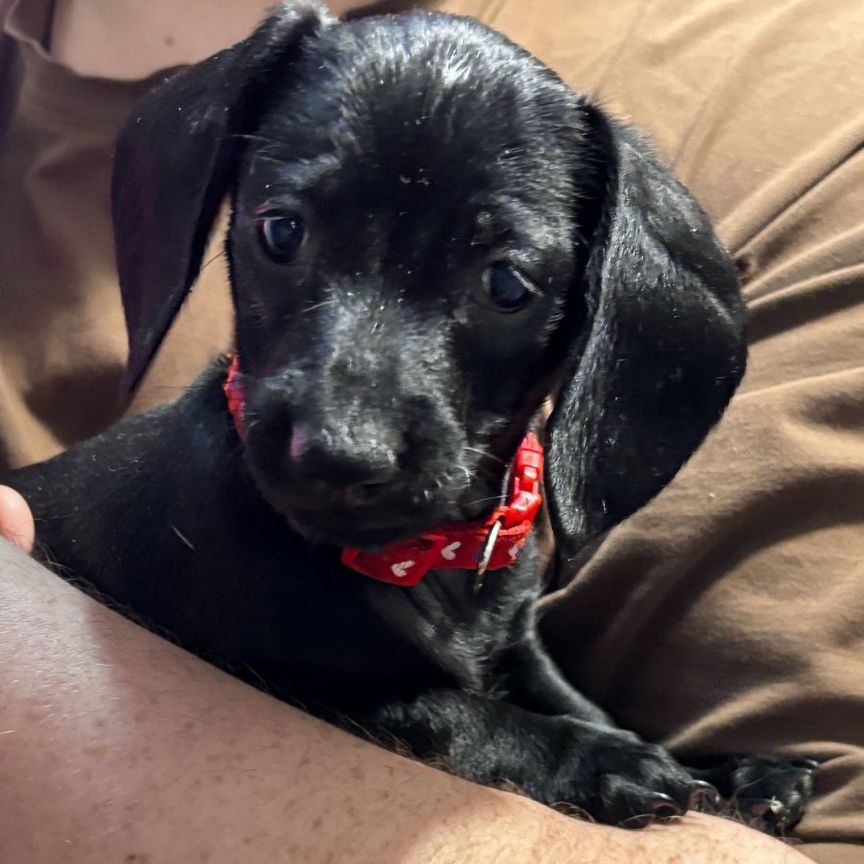 Такса, щенок