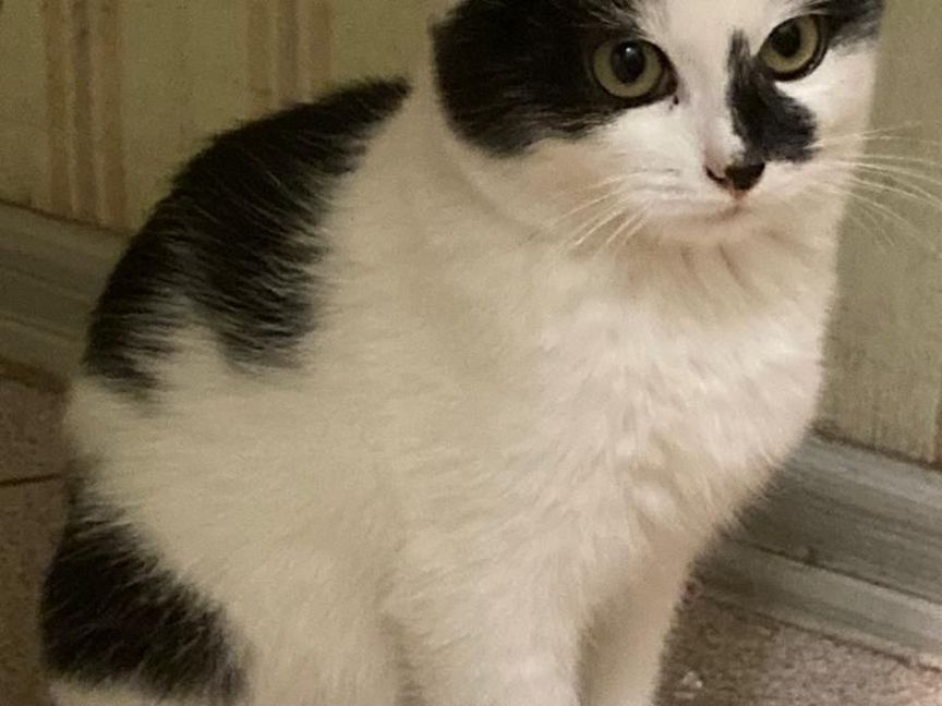 Котенок