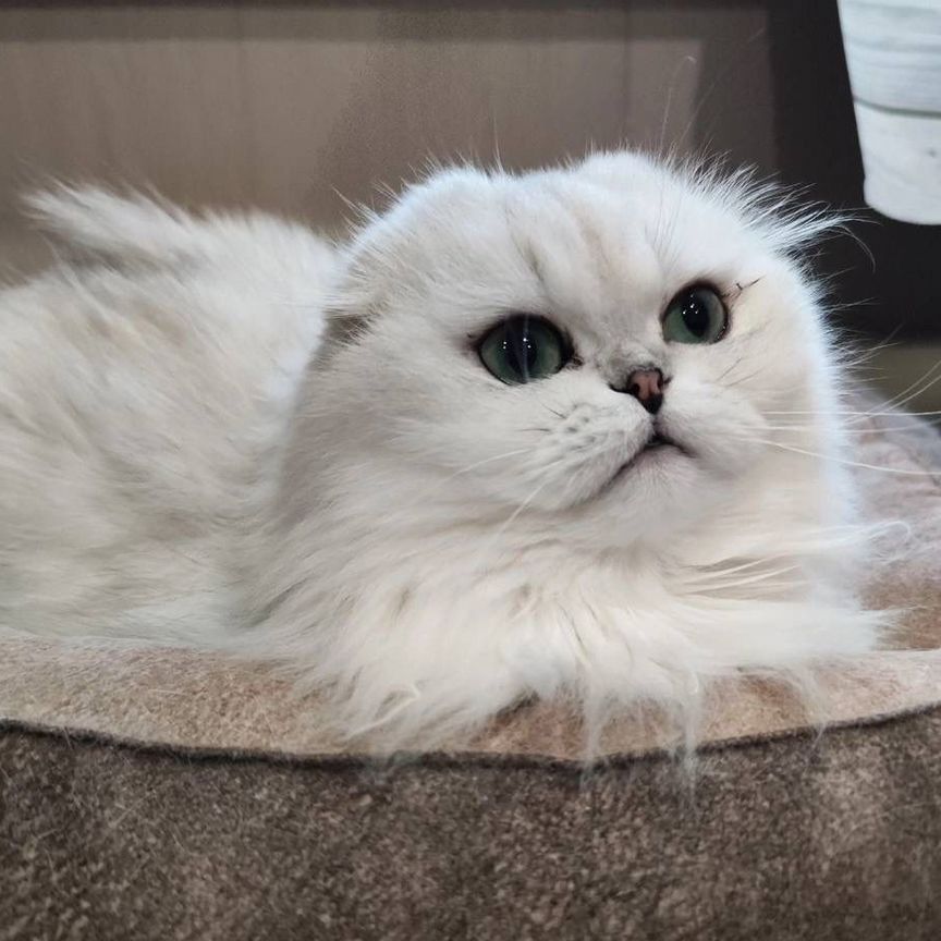 Шотландская вислоухая длинношёрстная кошка, взрослая