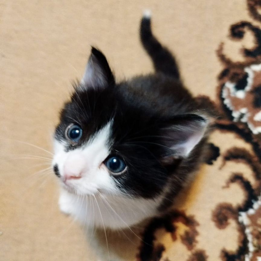 Котëнок, чёрно-белый окрас, 1,5мес