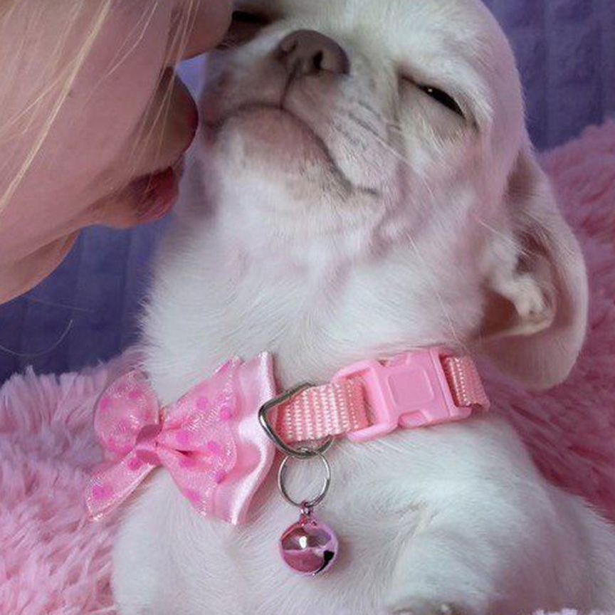 Чихуахуа, щенок