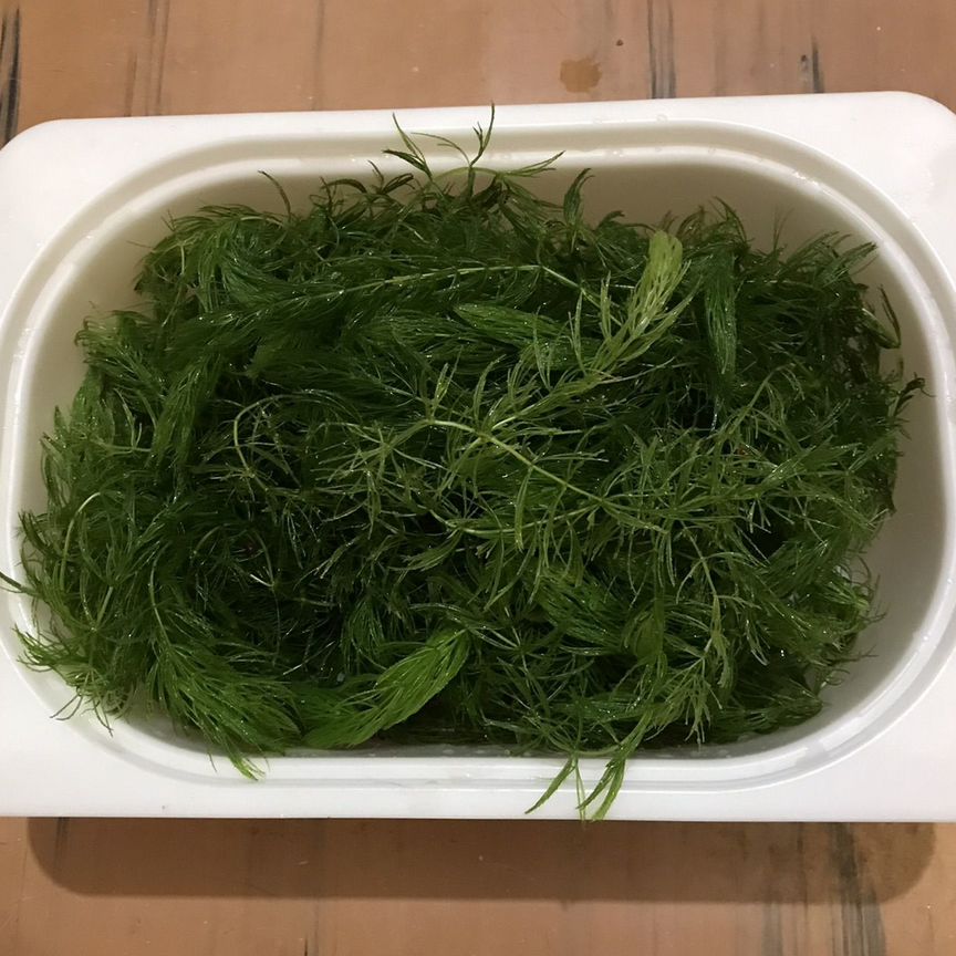 Роголистник пучок