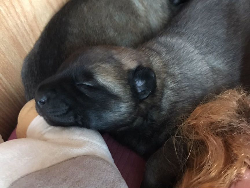 Восточно европейская овчарка в добрые руки