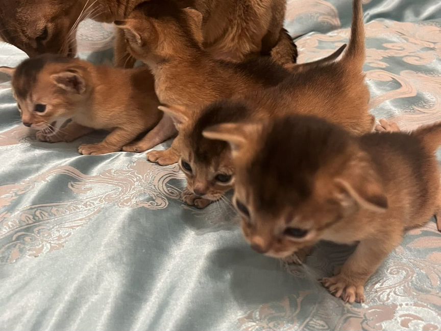 Абиссинские котята