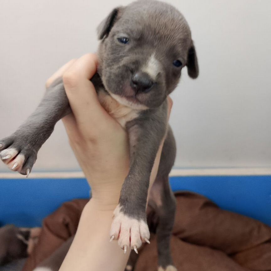 Американский стаффордширский терьер, щенок