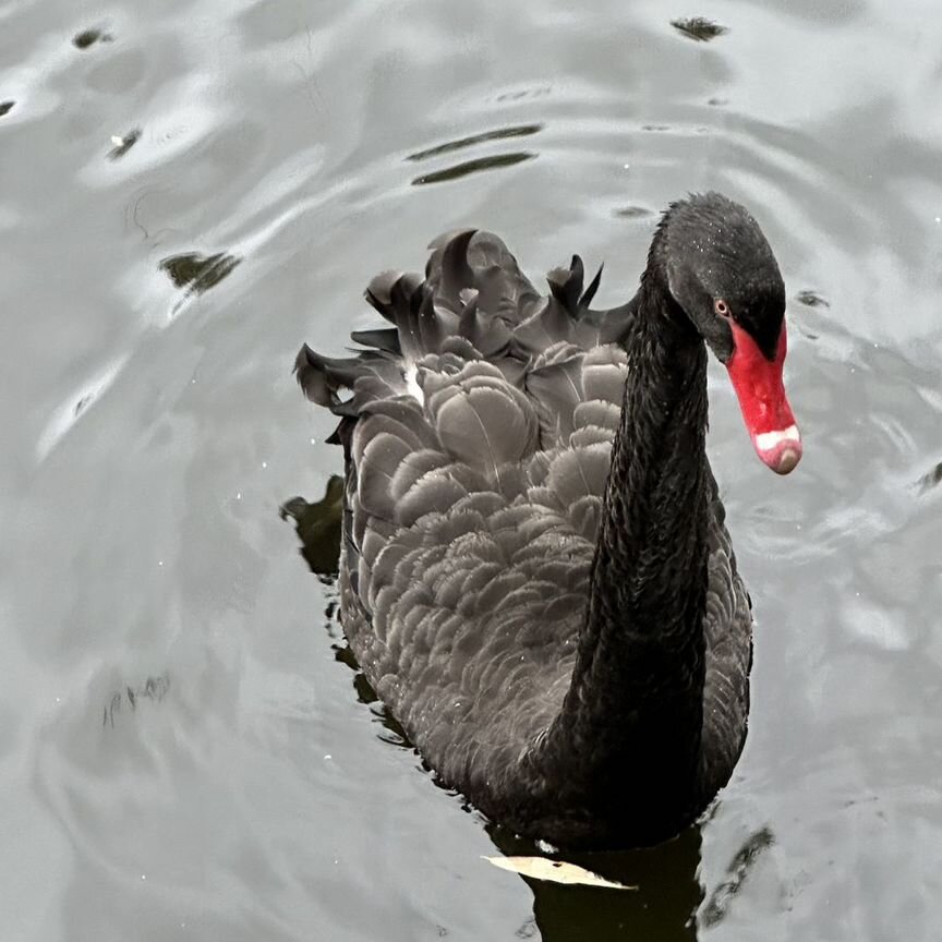 Черный лебедь