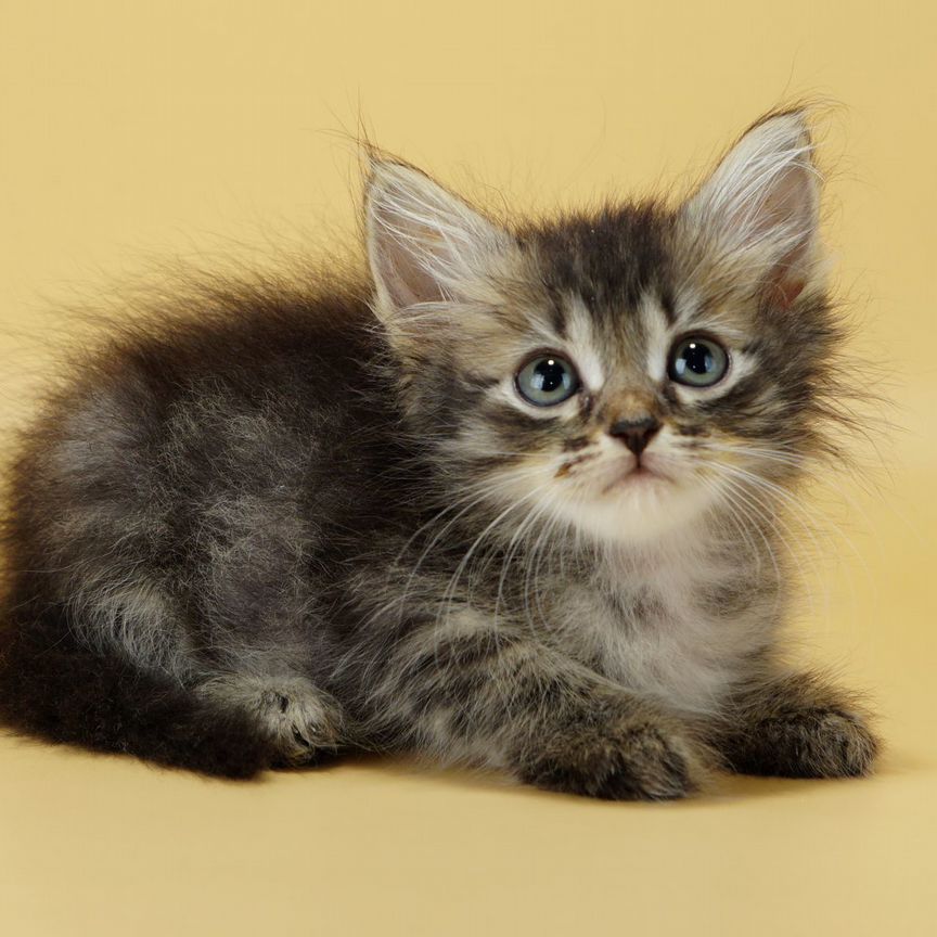 Здоровые сибирские котята лесного окраса питомник