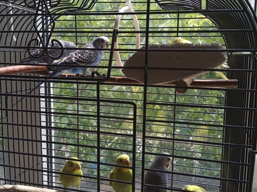 Волнистые попугаи 3мес.,и старше