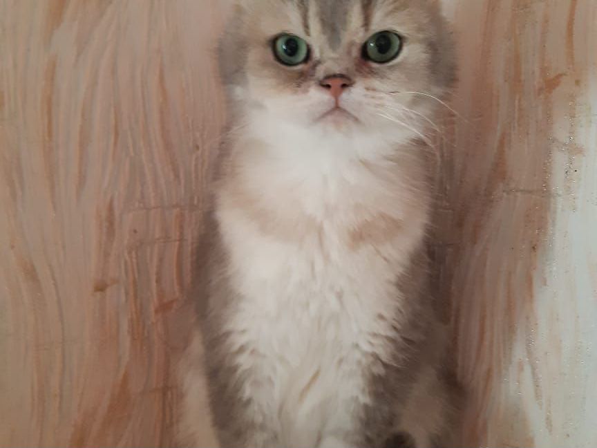 Котик британский