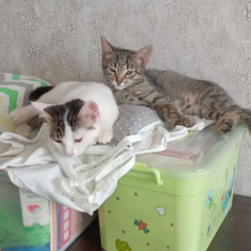 Домашние животные котята бесплатно