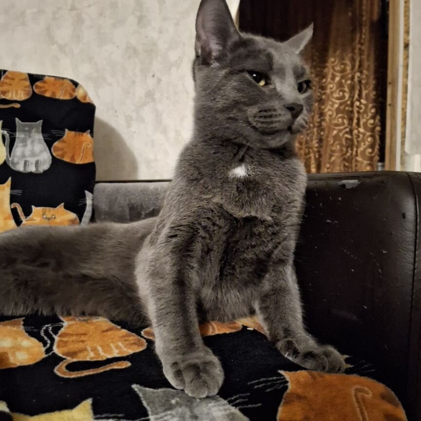 Русский голубой котёнок