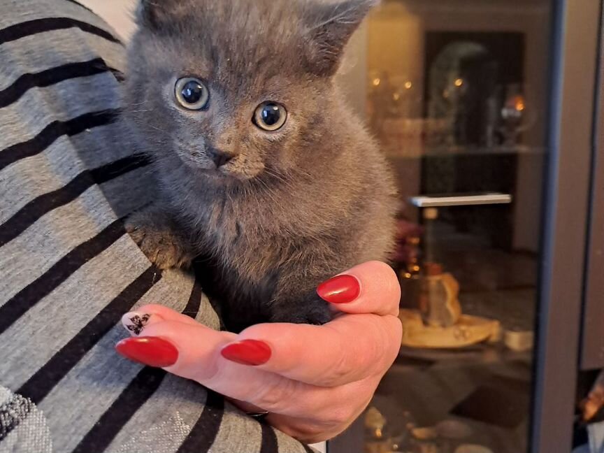 Британские котята