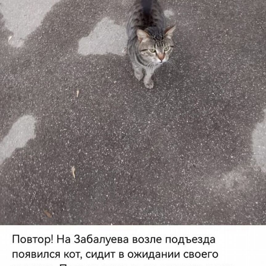 Котику нужен хозяин