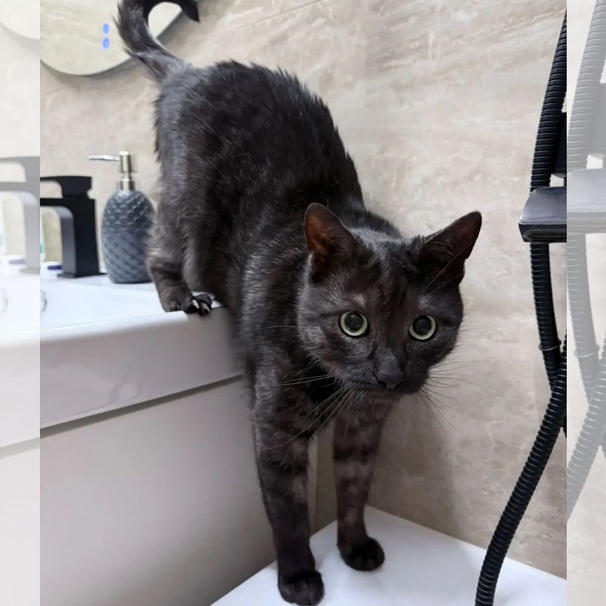 Сиамский, взрослый кот