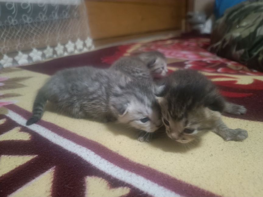 Шотландец вислоухий