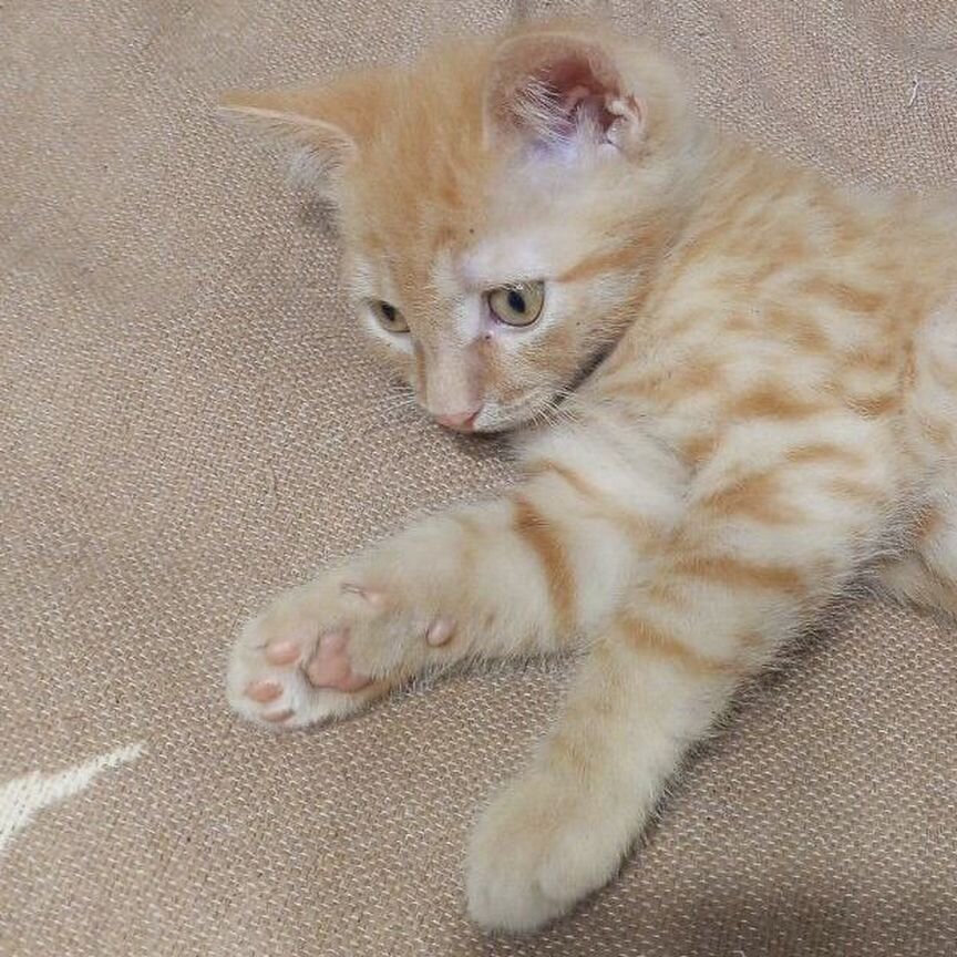 Котёнок в добрые руки