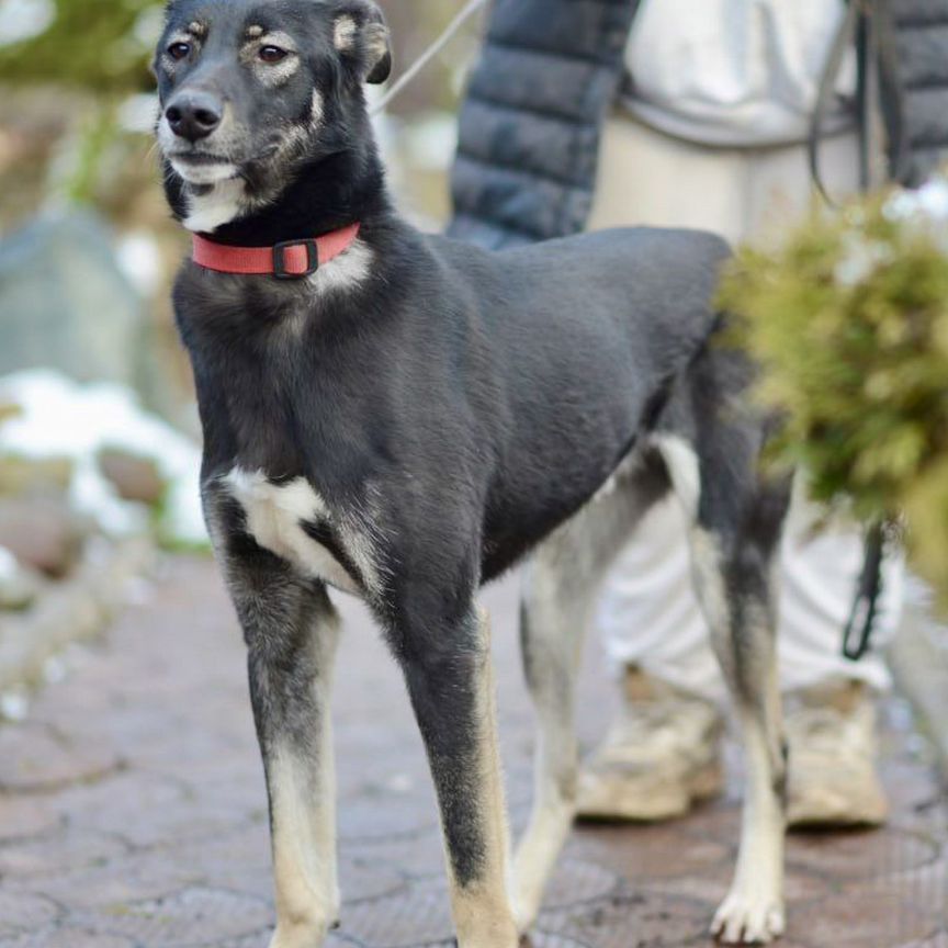 Взрослая собака в добрые руки