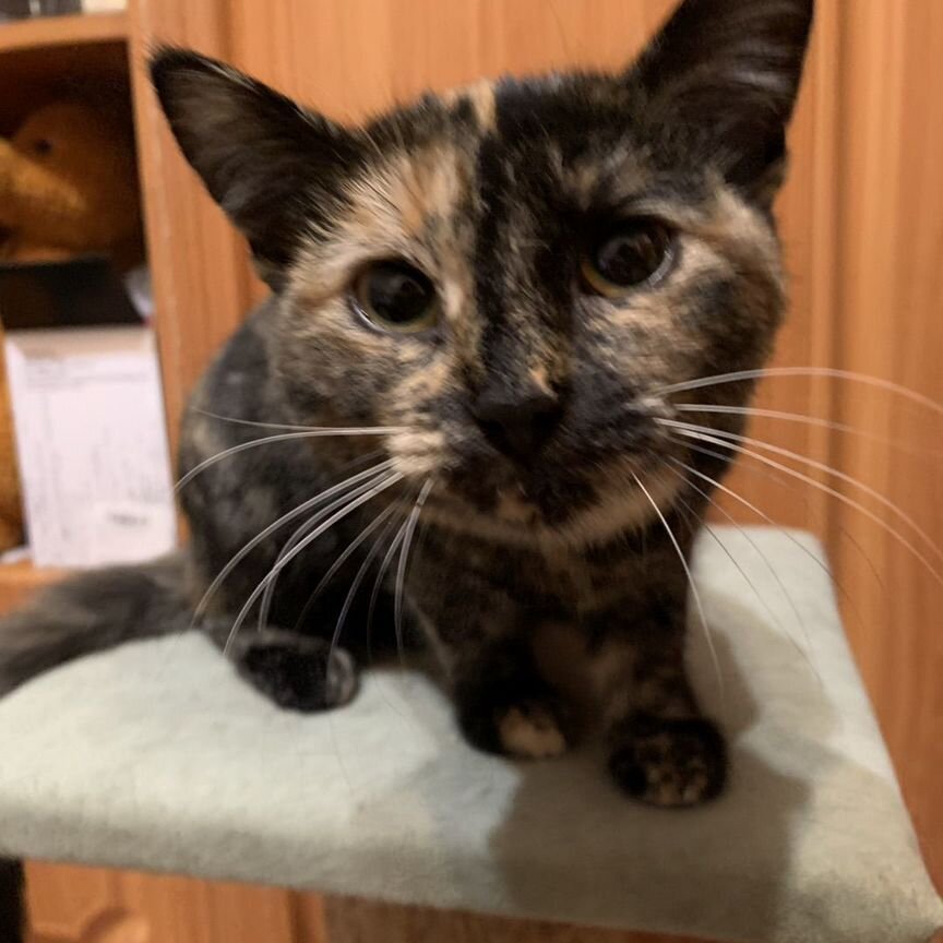 Я неудачливый котёнок