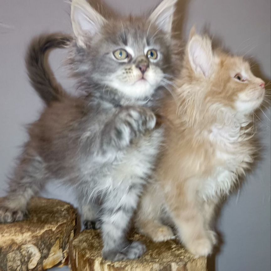 Котята мейн-кун
