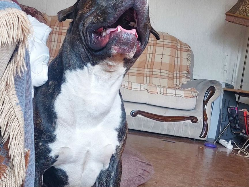 Стаффордширский терьер