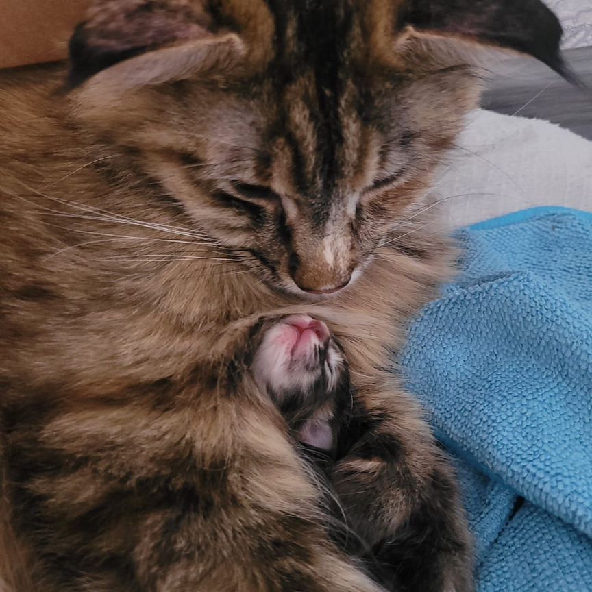 Мейн-кун котята