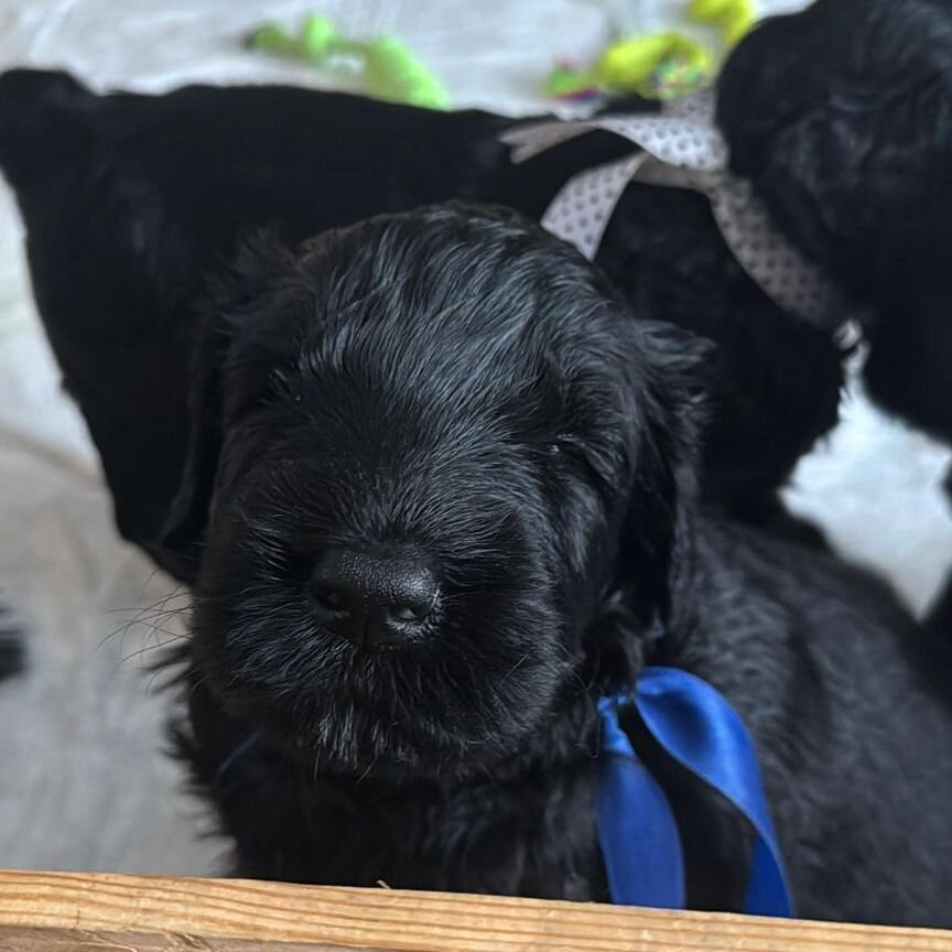 Русский черный терьер щенки