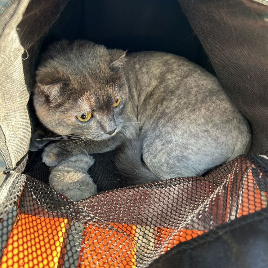 Кошка