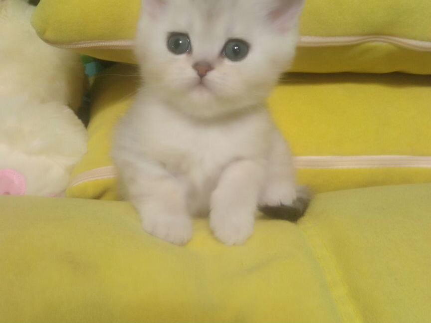 Британские котята серебристая шиншилла
