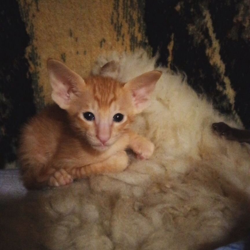 Домашние животные котята